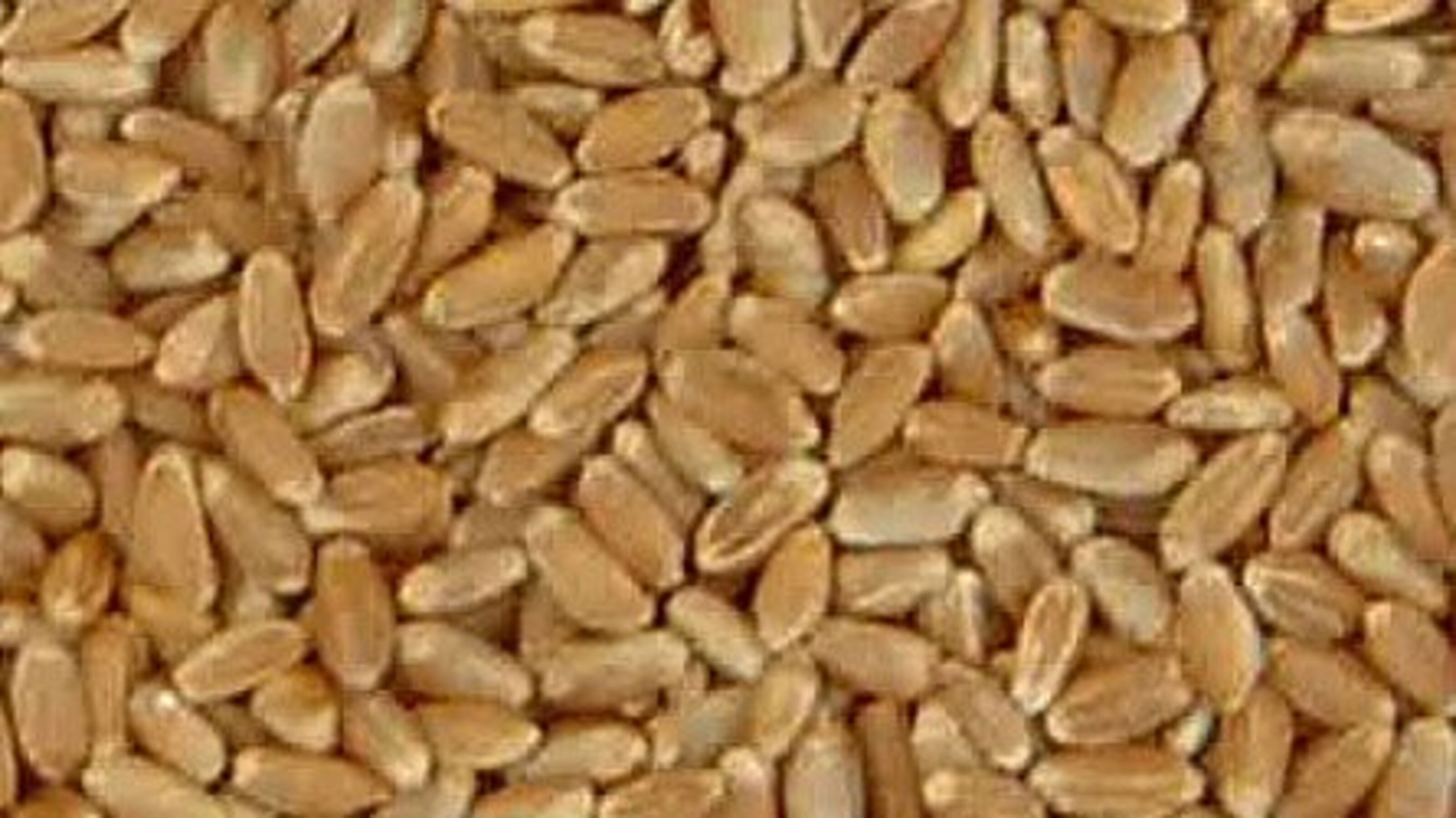 Grain Sorting | Wheat, Barley and Oat | Bühler Group