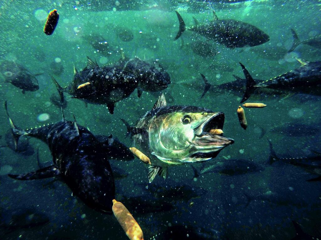 Revolutionizing tuna farming