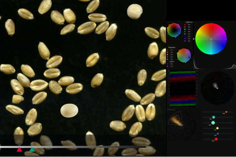 SORTEX J SpectraVision | Pinnacle of optical sorting | Bühler Group