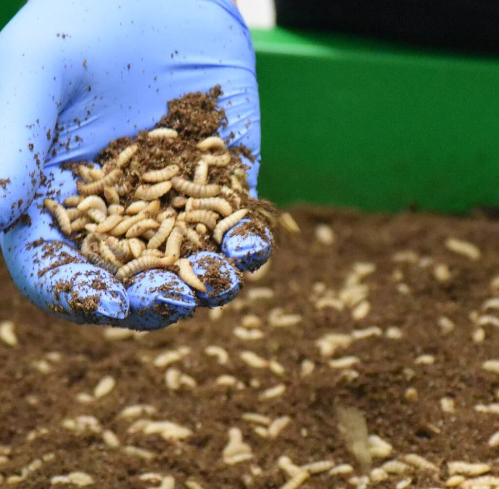 Bühler Insect Technology-Organic Residues Valorization | Bühler Group