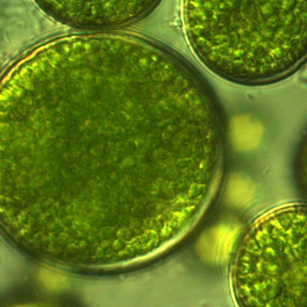 Algae as an Alternative Protein | Nutrition | Bühler Group