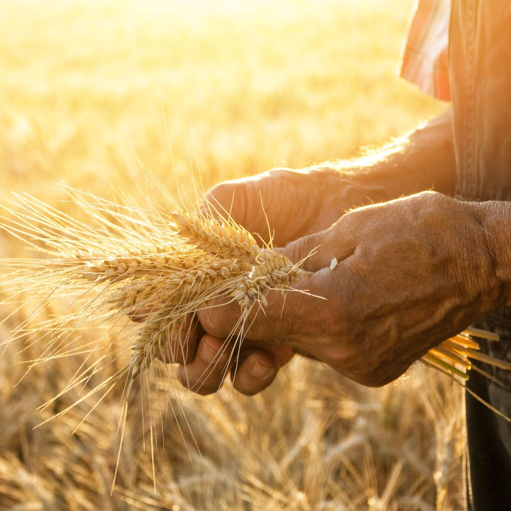 Grain Sorting | Wheat, Barley and Oat | Bühler Group